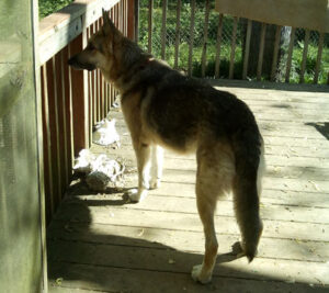 Testimonials | Pan-tenex - Enzymes For Dogs